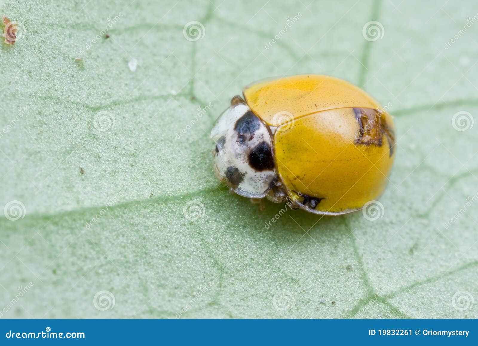 Yellow spotless ladybird stock image. Image of garden - 19832261