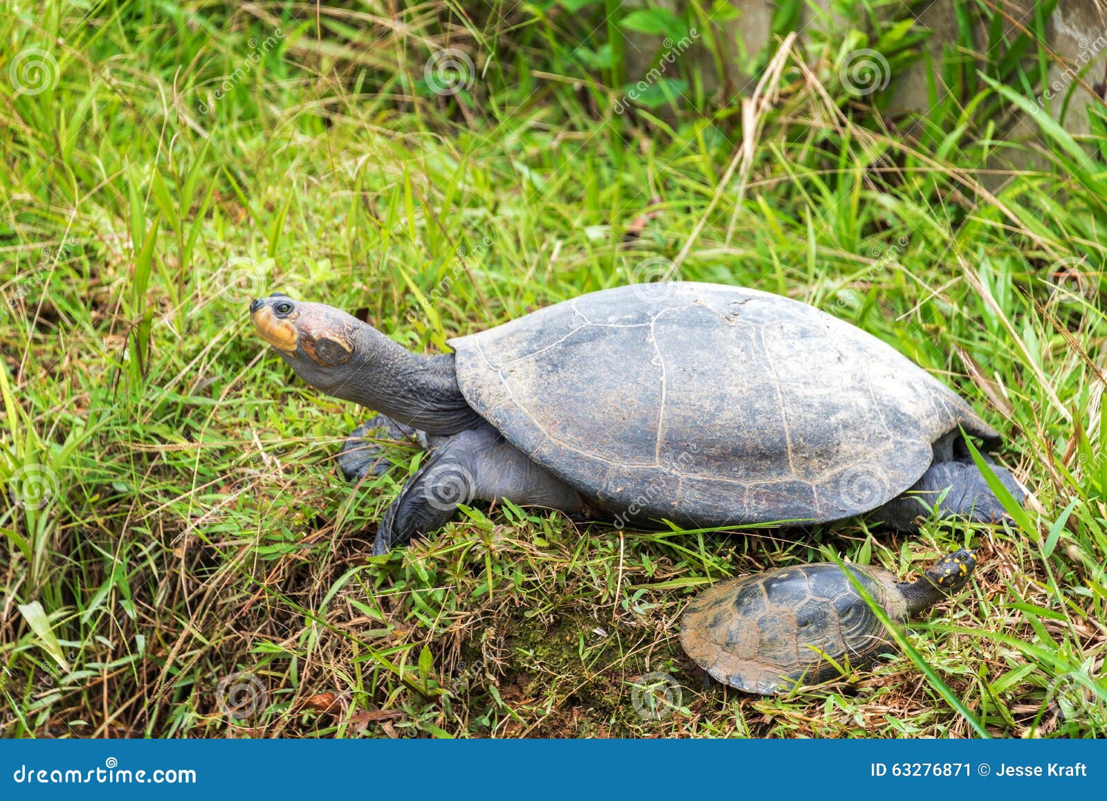Yellow Spotted Amazon River Turtle Stock Image - Image of basking ...
