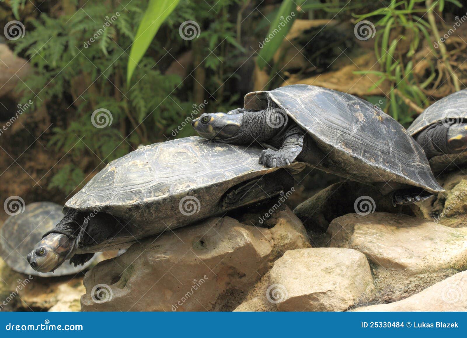 Yellow Spotted Amazon Turtle Stock Photo - Image of unifilis, spotted ...
