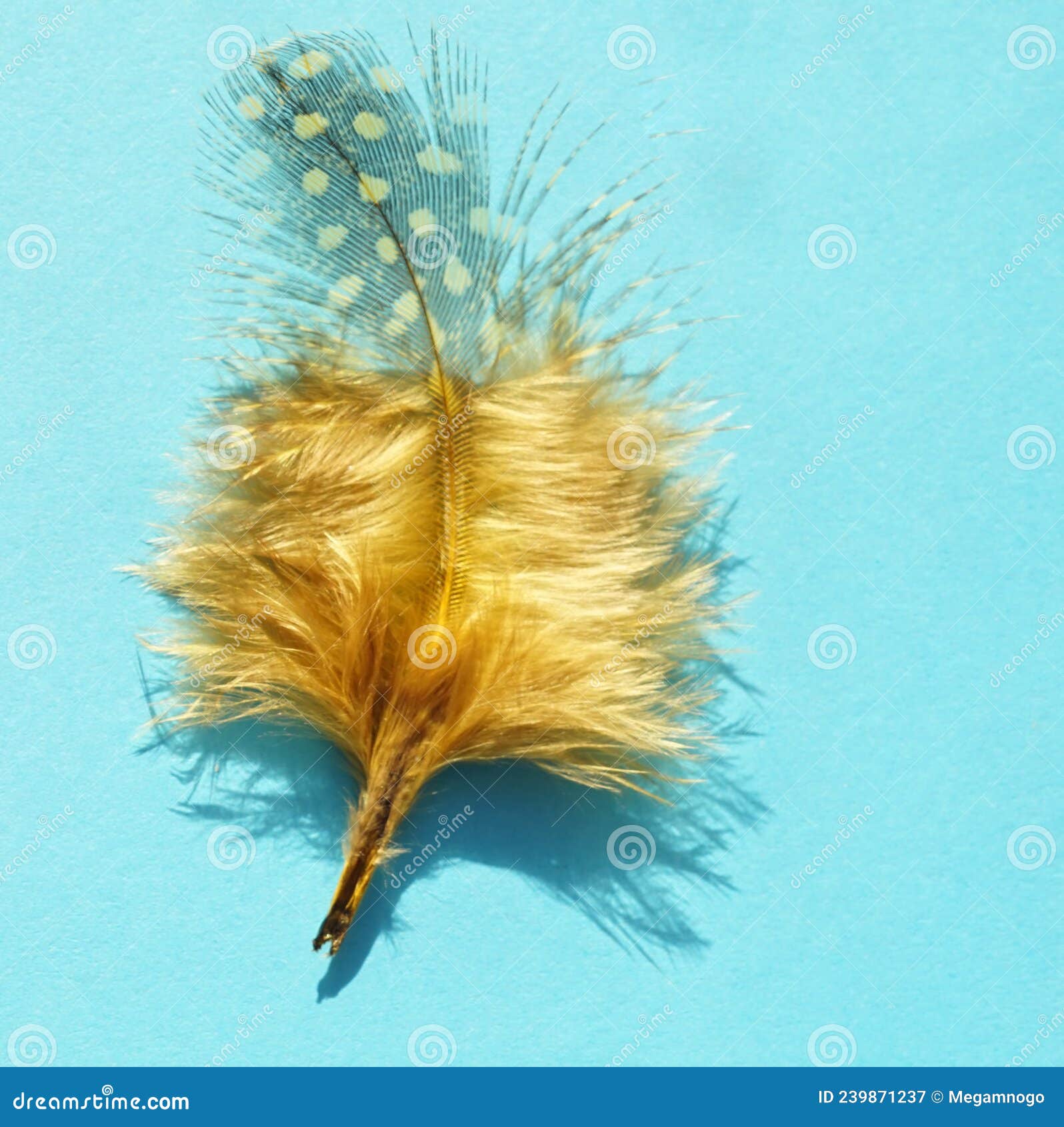 Yellow Spotted Bird Feather on a Sunny Blue Table Stock Image - Image ...