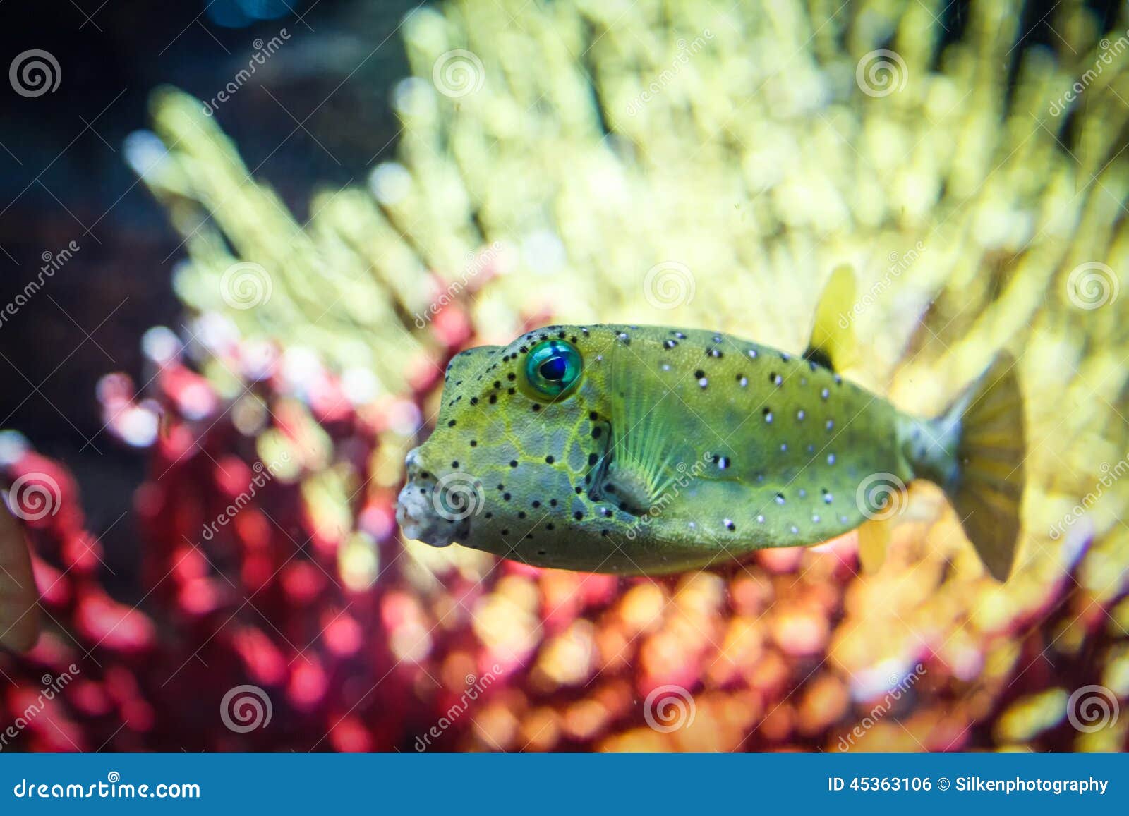 Yellow Spotted Boxfish stock photo. Image of boxfish - 45363106