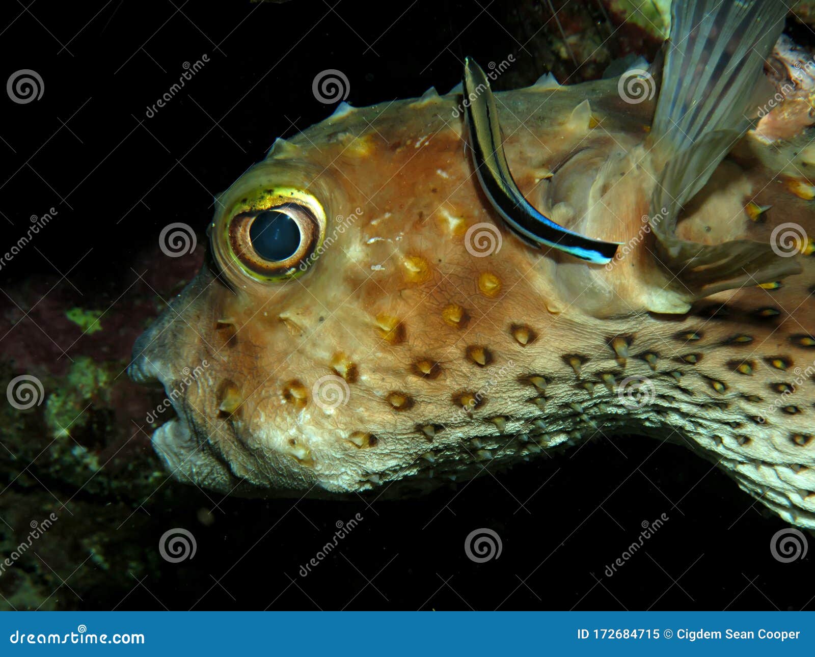 54 Spotted Burrfish Photos - Free & Royalty-Free Stock Photos from ...