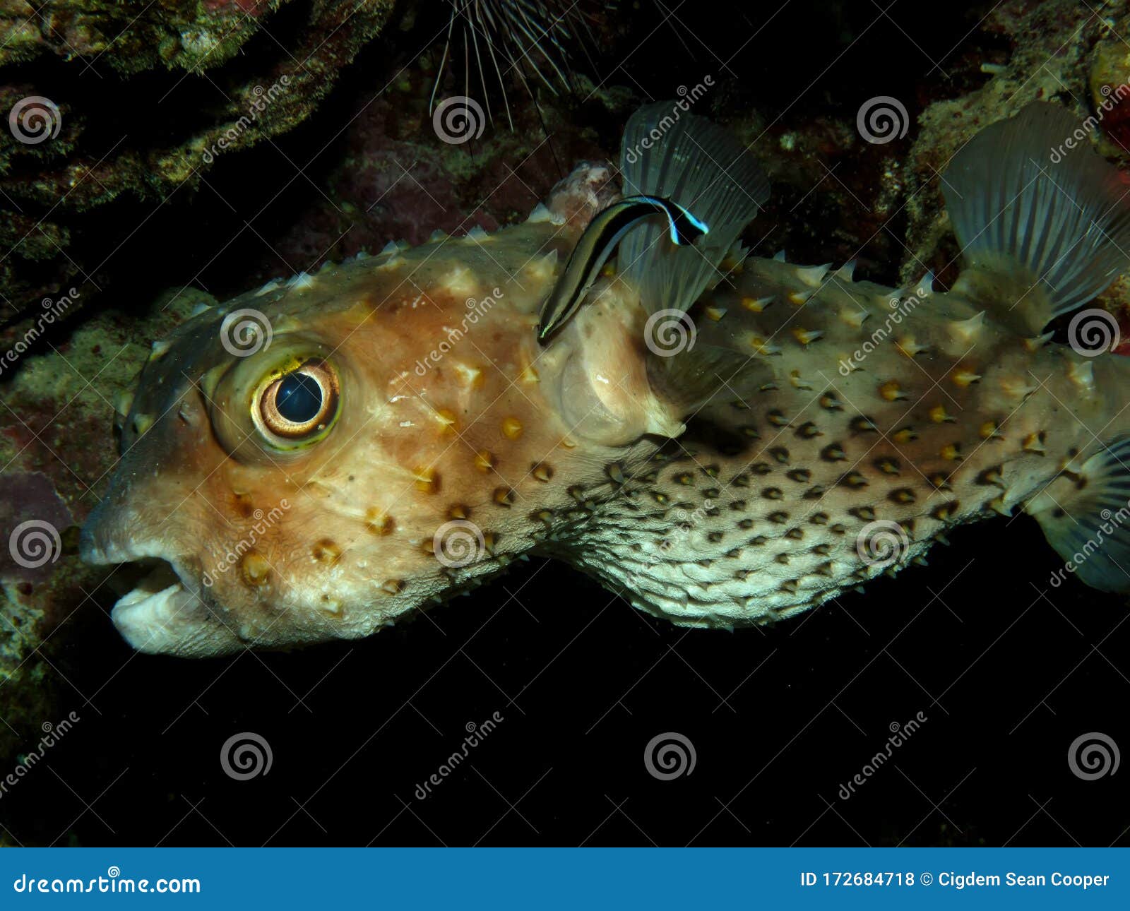 Yellow Spotted Burrfish. Cyclithys Spilostylus Stock Photo - Image of ...