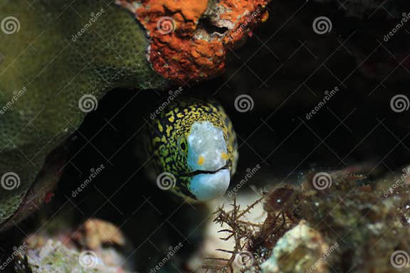 Yellow spotted eel stock photo. Image of coral, lived - 43863366