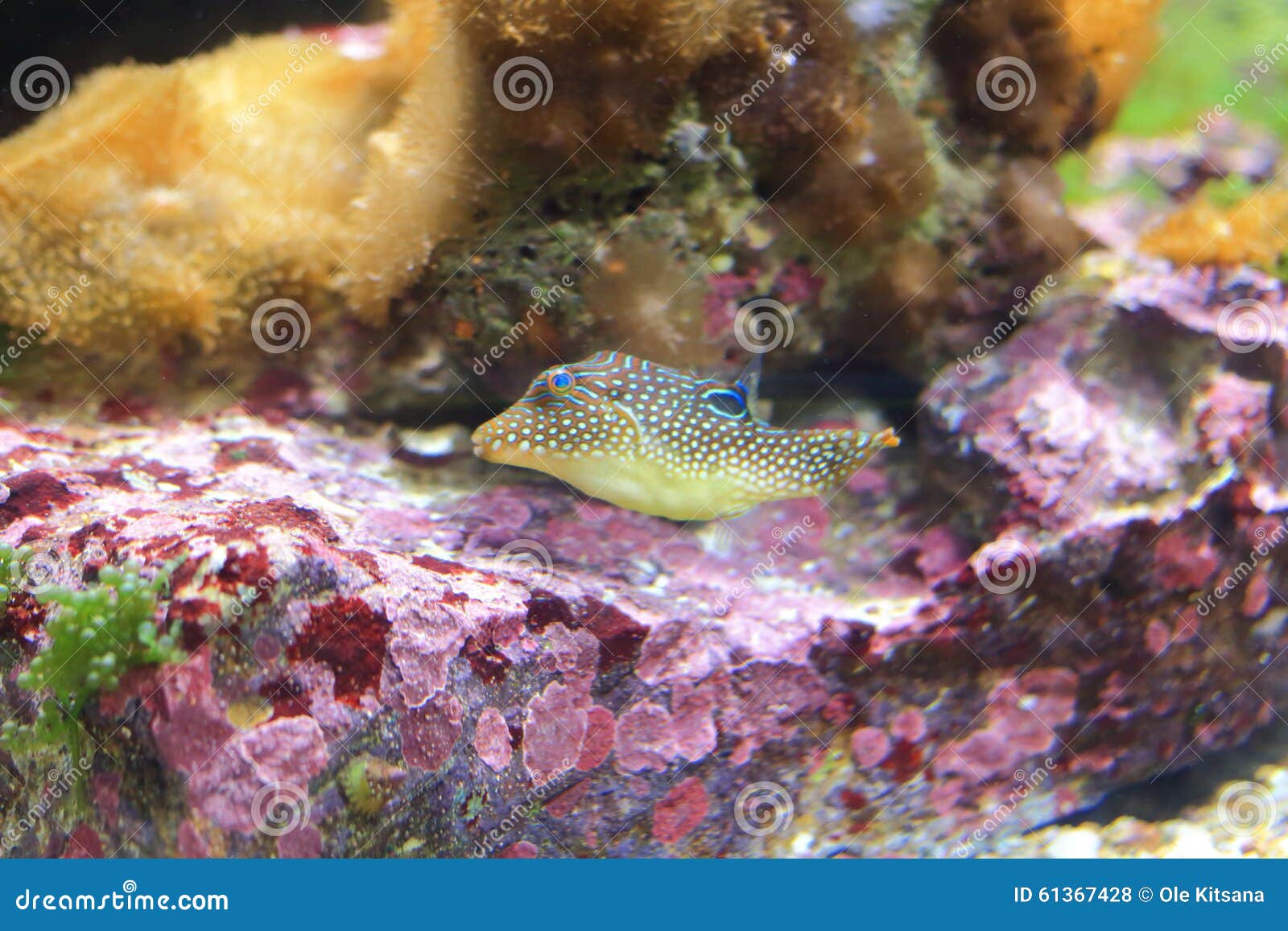 Spotted Fish And Sea Turtles Stock Image | CartoonDealer.com #193302805