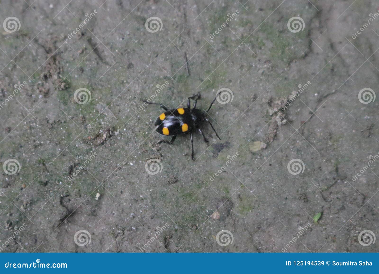 Yellow spotted bug stock image. Image of looks, yellow - 125194539