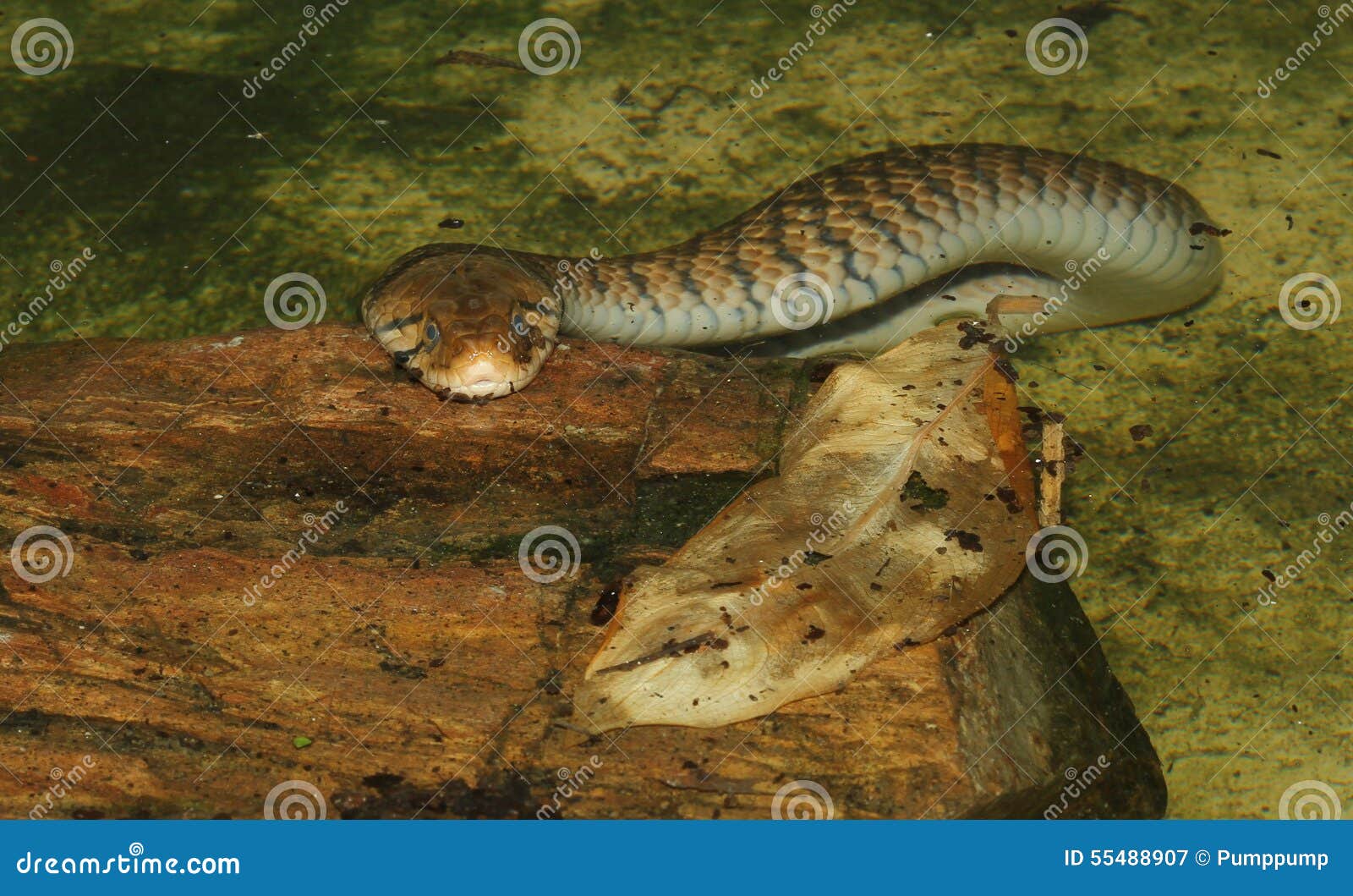 Yellow-spotted Keelback Snake Stock Image - Image of jungle, animal ...