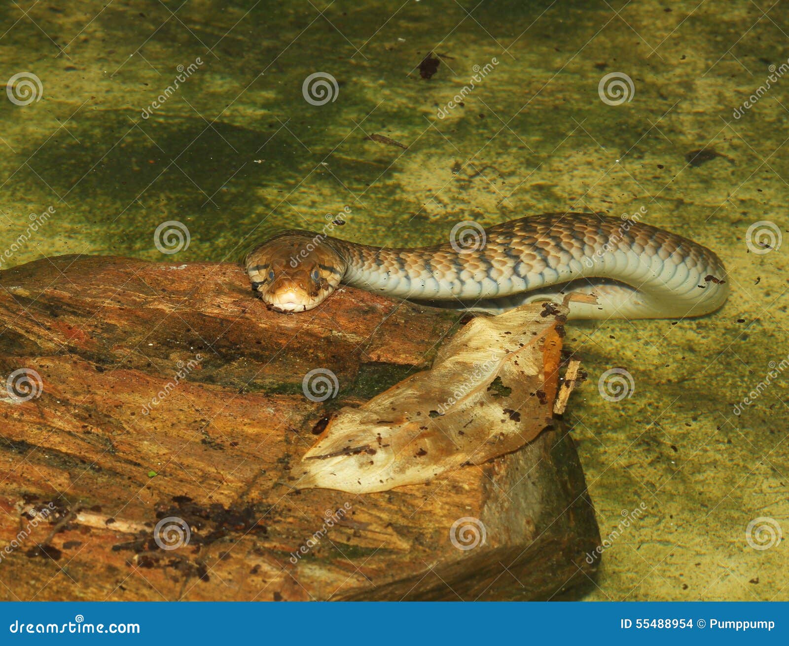 Yellow-spotted Keelback Snake Stock Photo - Image of herpetology, snake ...