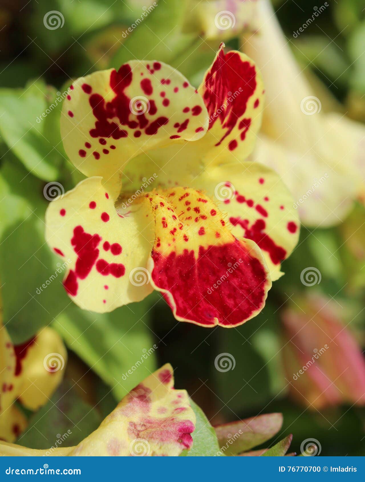 Yellow Spotted Mimulus stock photo. Image of summer, spotty - 76770700