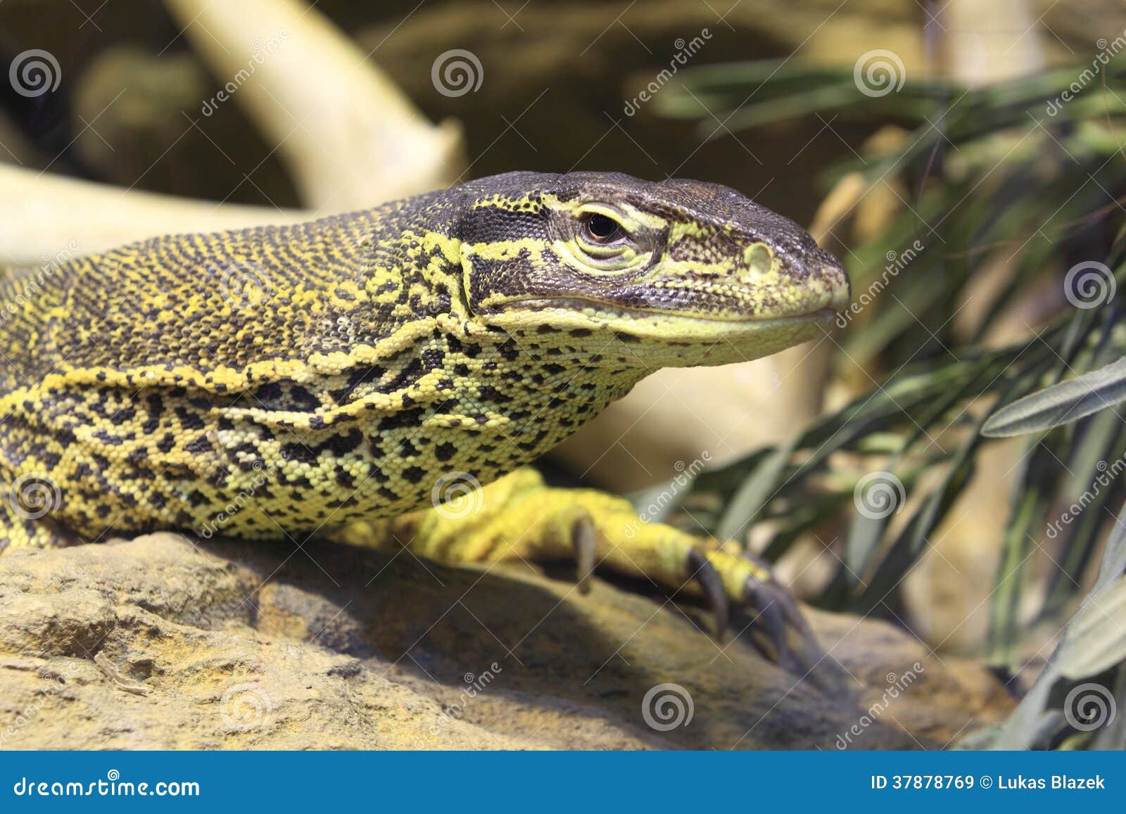 Yellow-spotted monitor stock image. Image of argus, varanus - 37878769