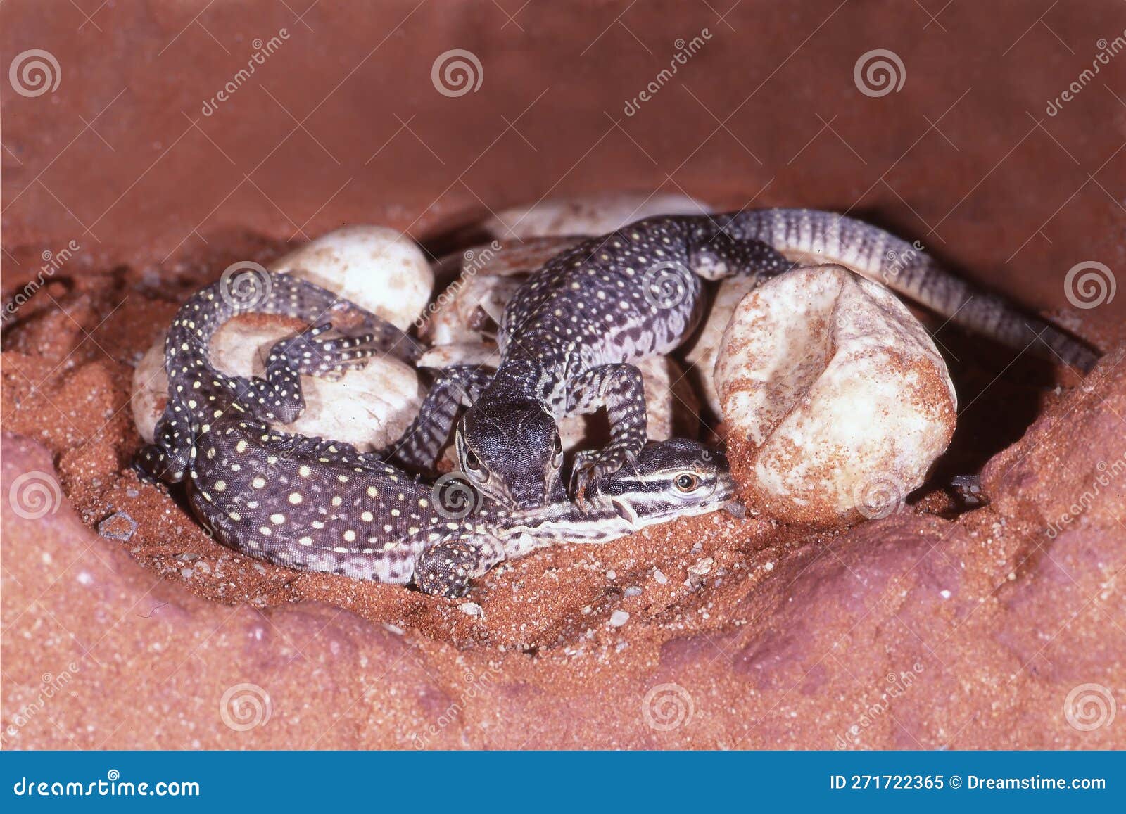 Yellow Spotted Monitors Hatching Stock Image - Image of varanid ...