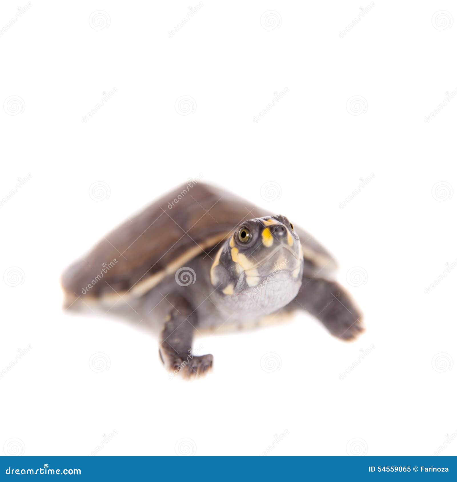 Yellow-spotted River Turtle, on White Stock Image - Image of baby ...