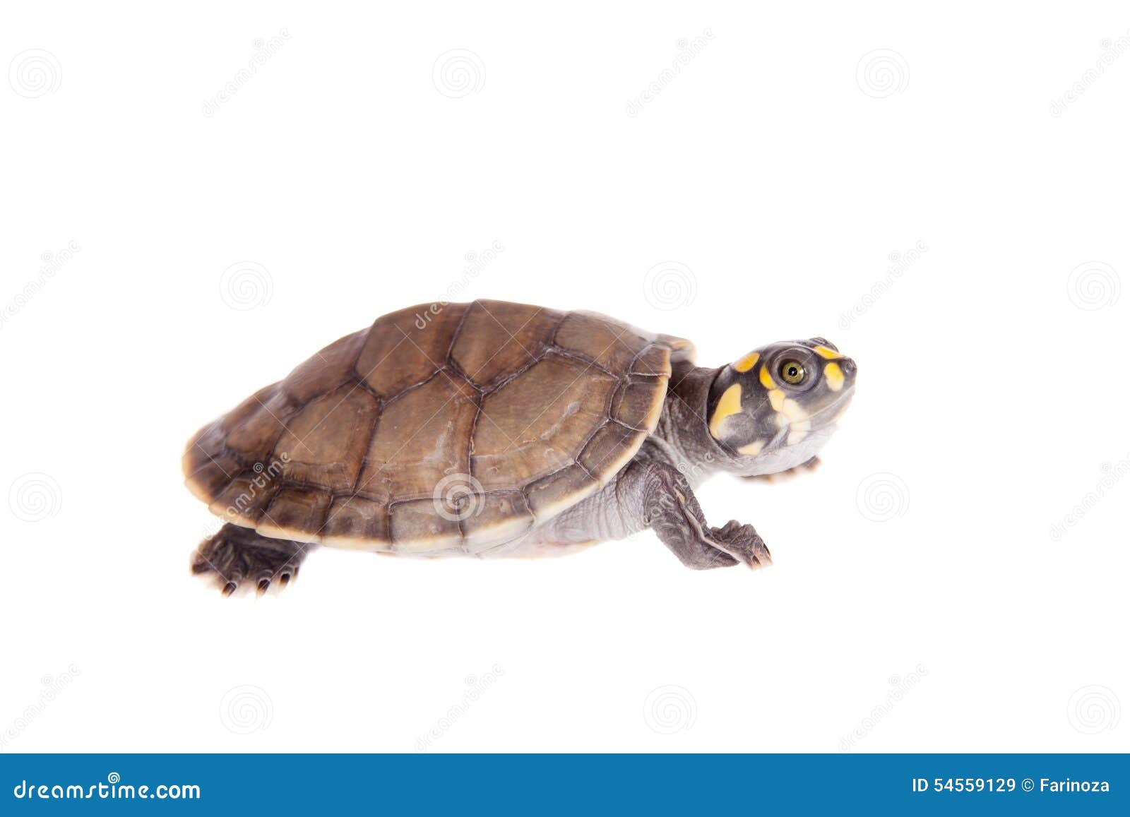 Yellow-spotted River Turtle, on White Stock Image - Image of amazon ...