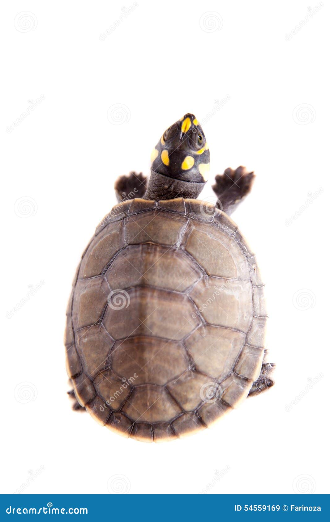 Yellow-spotted River Turtle, on White Stock Image - Image of chelonian ...