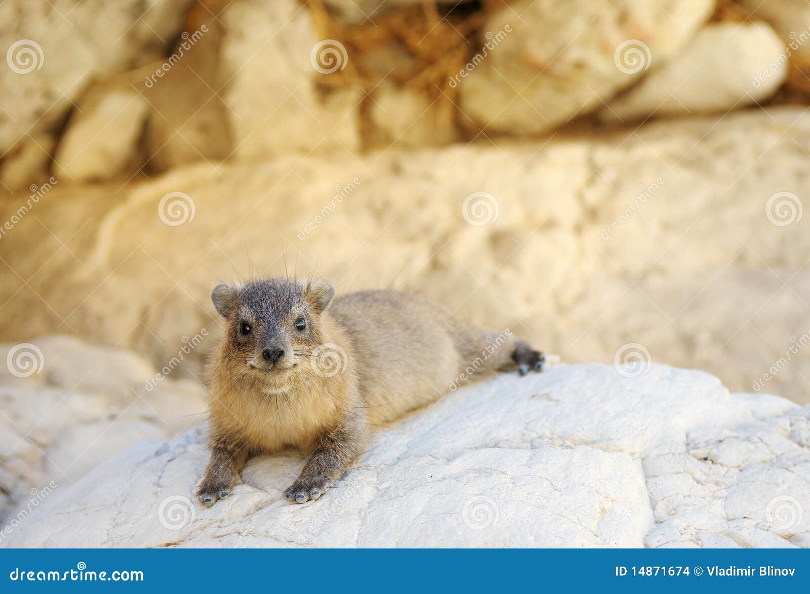 Yellow-spotted Rock Hyrax stock photo. Image of dead - 14871674