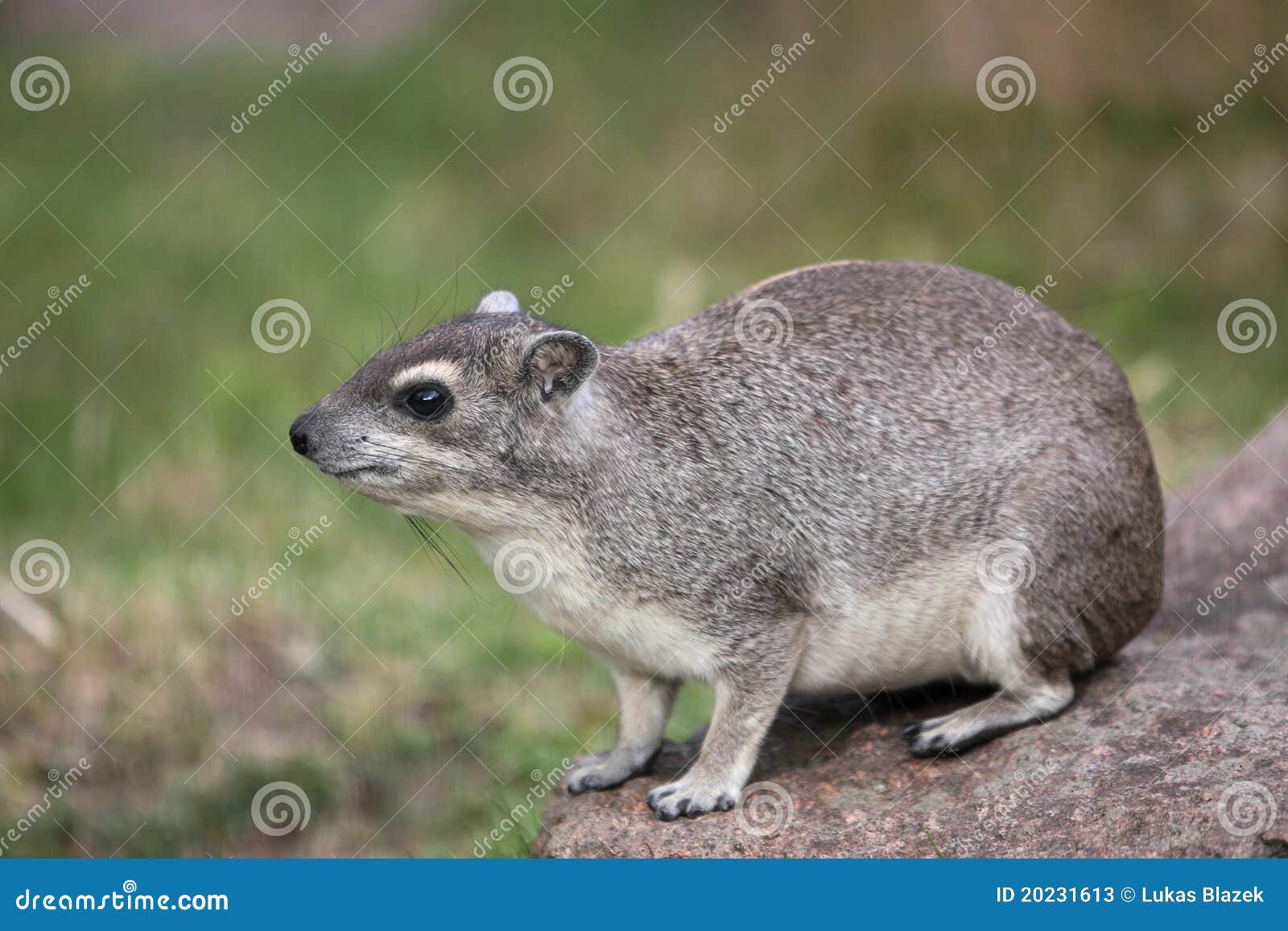 Rock Hyrax (Procavia Capensis). Royalty-Free Stock Photo ...