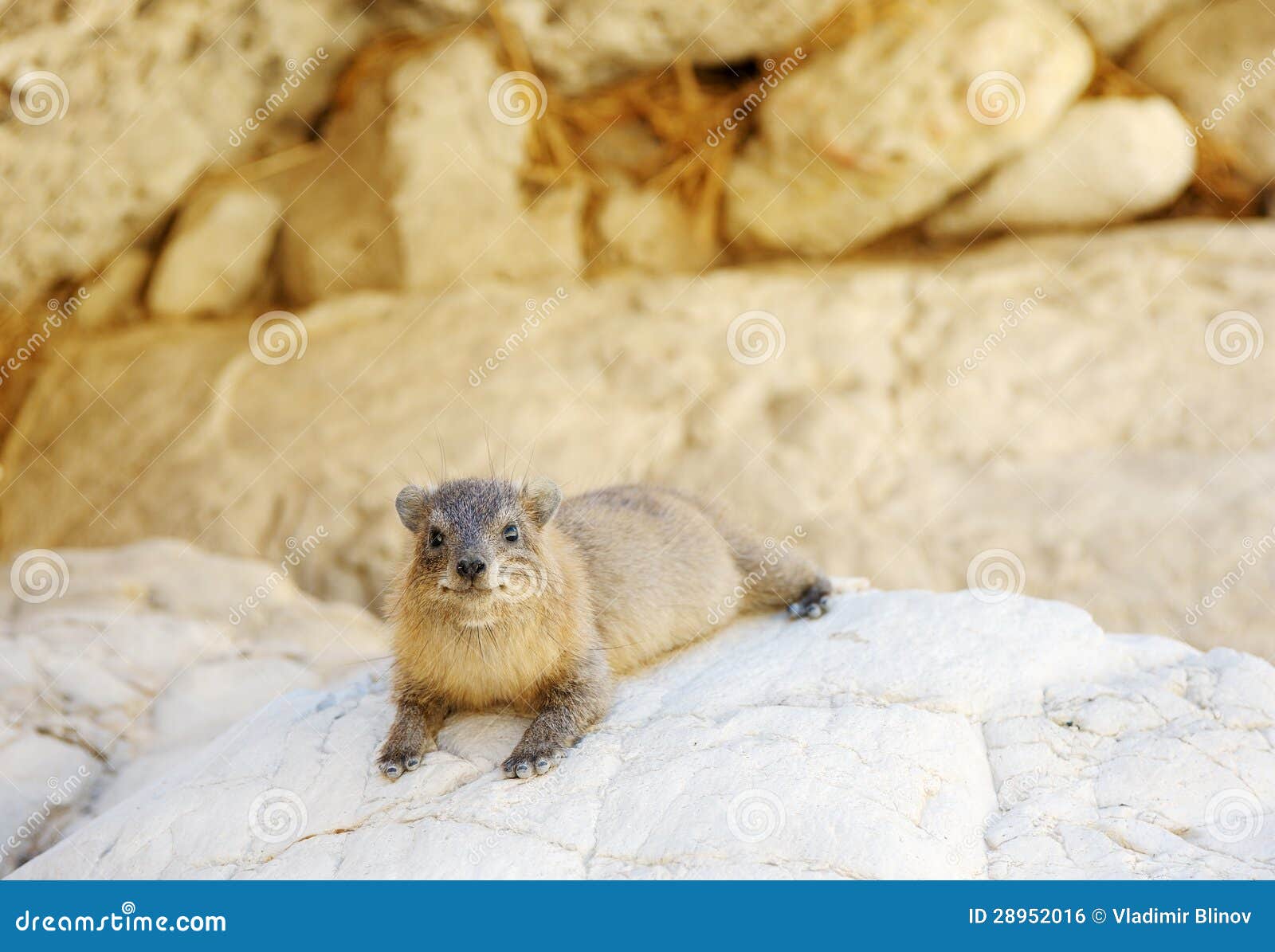 Yellow-spotted Rock Hyrax stock photo. Image of dead - 28952016