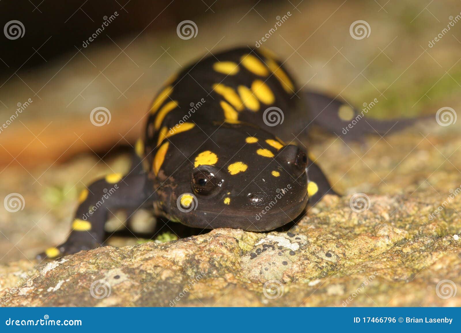 Yellow-spotted Salamander stock photo. Image of herptile - 17466796