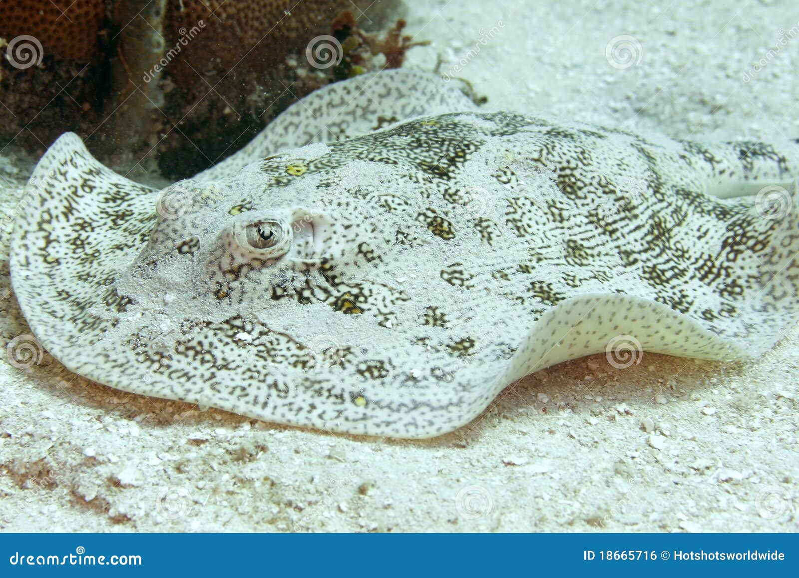 Yellow Spotted Stingray, Honduras Manta Ray Stock Photo - Image of flat ...