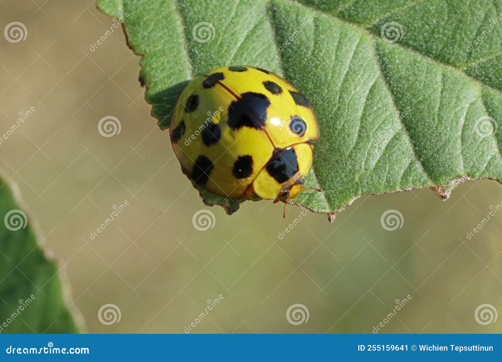 Yellow Spotted Tortoise Beetle Aspidomorpha Miliaris Stock Image ...