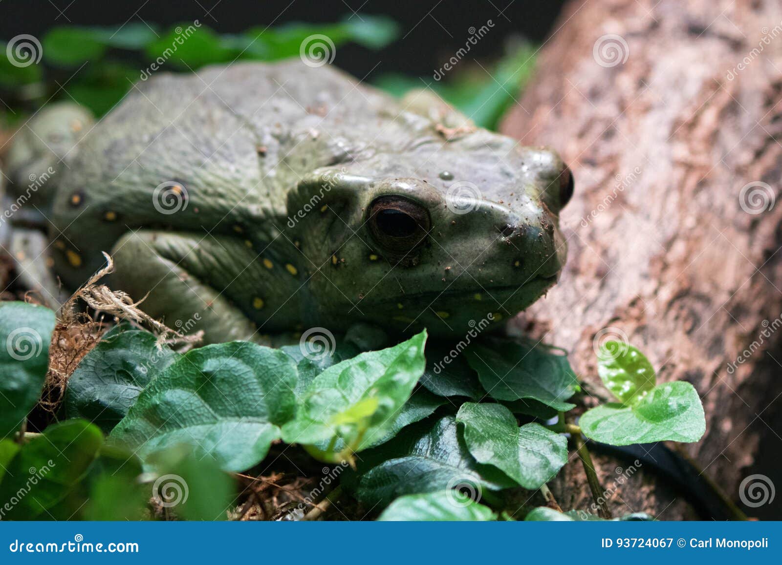 Yellow Spotted Tree Toad stock image. Image of animal - 93724067