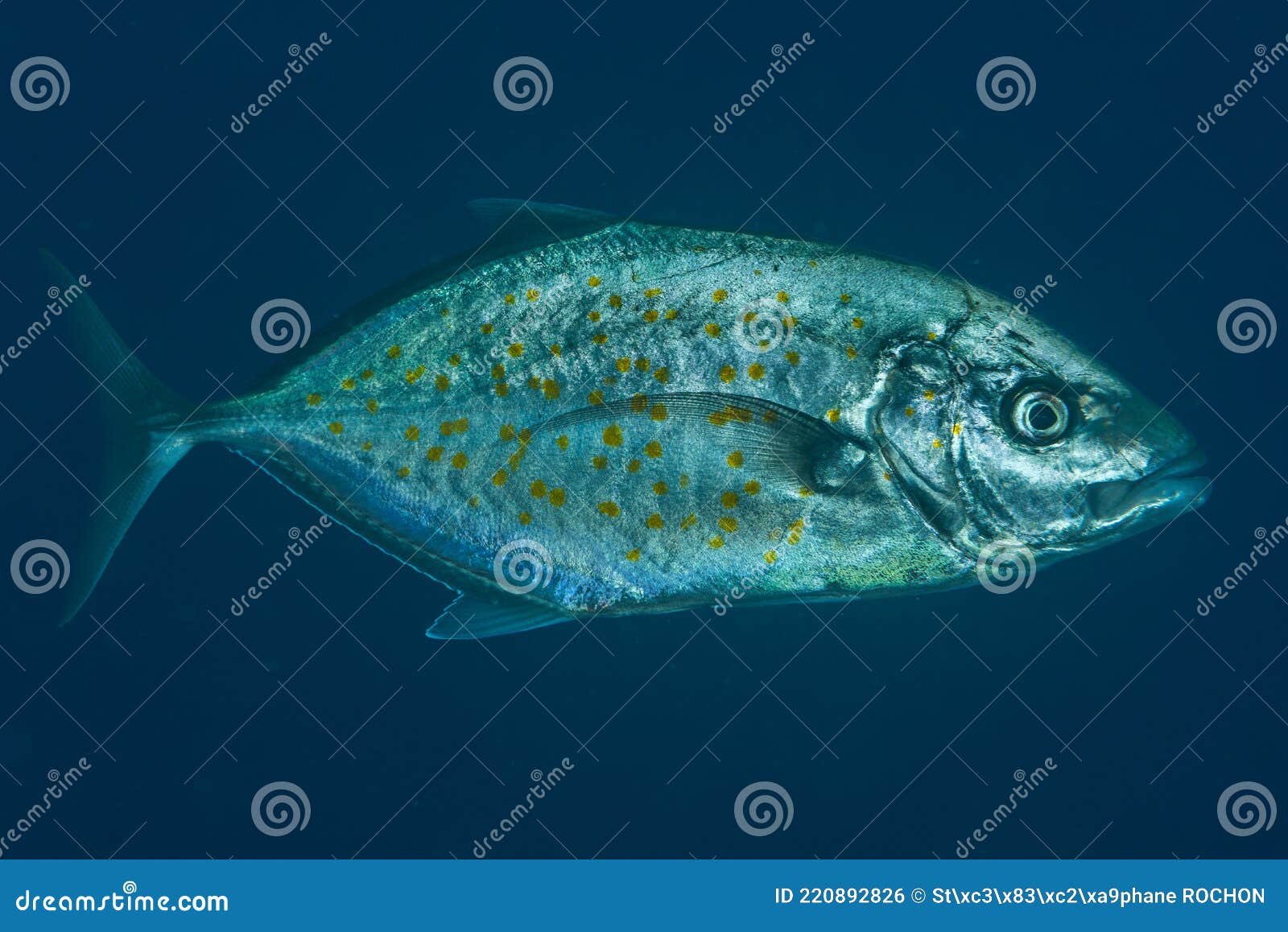 Yellow-spotted Trevally Fish Stock Photo - Image of orthogrammus ...