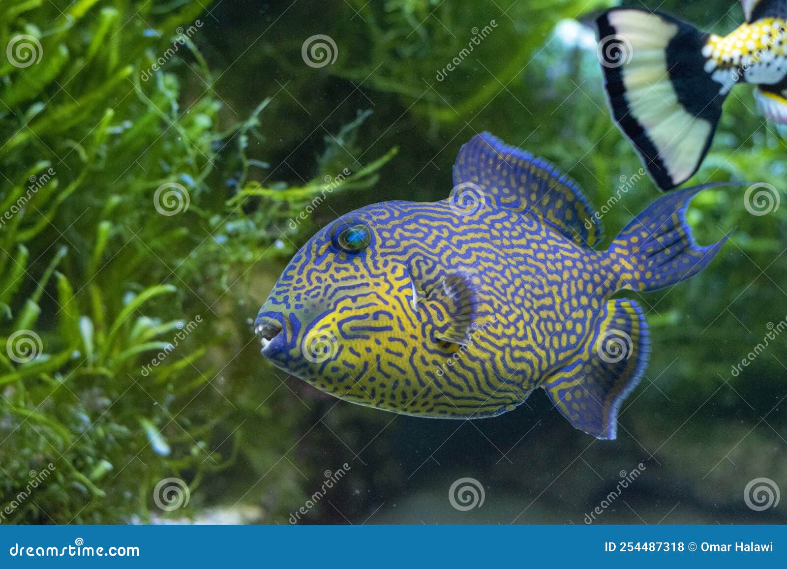 Yellow Spotted Triggerfish - Pseudobalistes Fuscus Stock Photo - Image ...