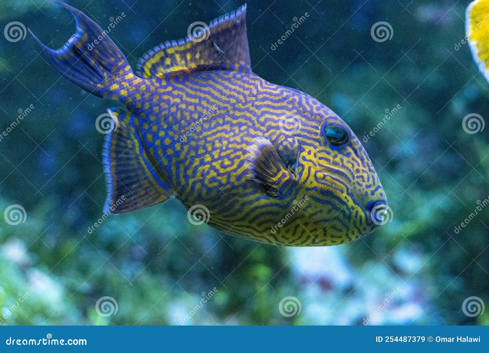 Yellow Spotted Triggerfish - Pseudobalistes Fuscus Stock Image - Image ...