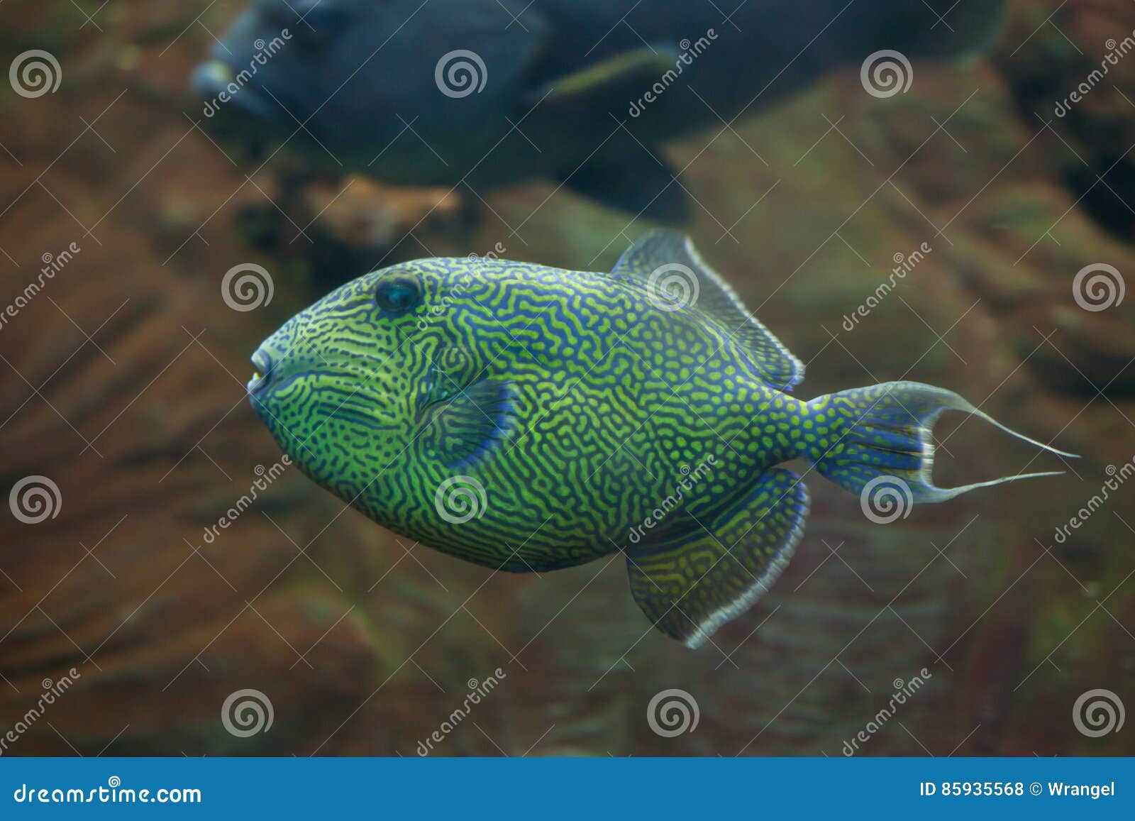 Yellow-spotted Triggerfish Pseudobalistes Fuscus. Stock Photo - Image ...