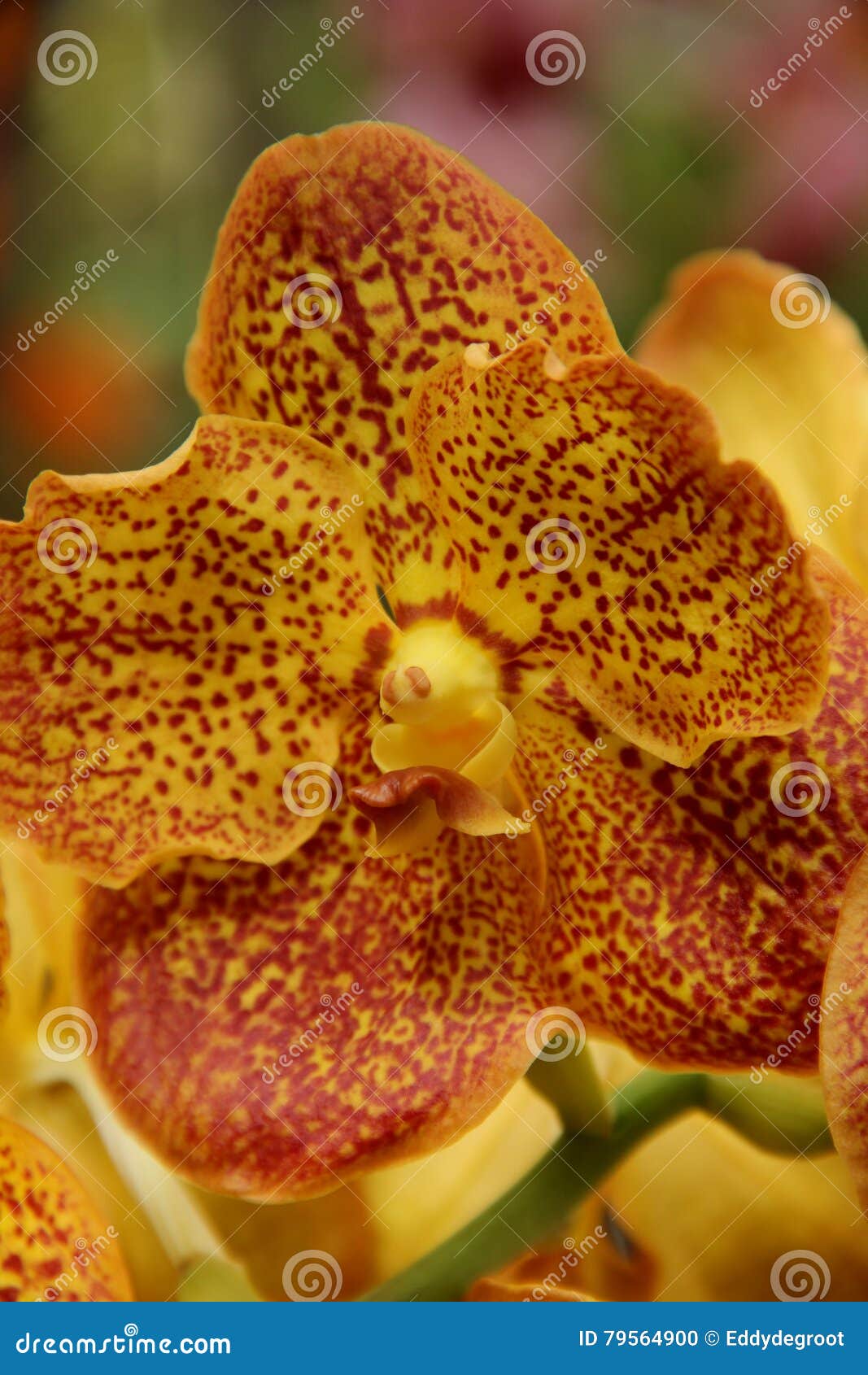 Yellow Spotted Vanda Orchid Stock Photo - Image of flower, tourist ...