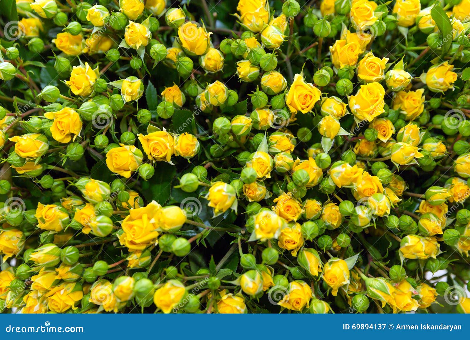 Yellow spray rose bunch stock image. Image of flora, blossom - 69894137