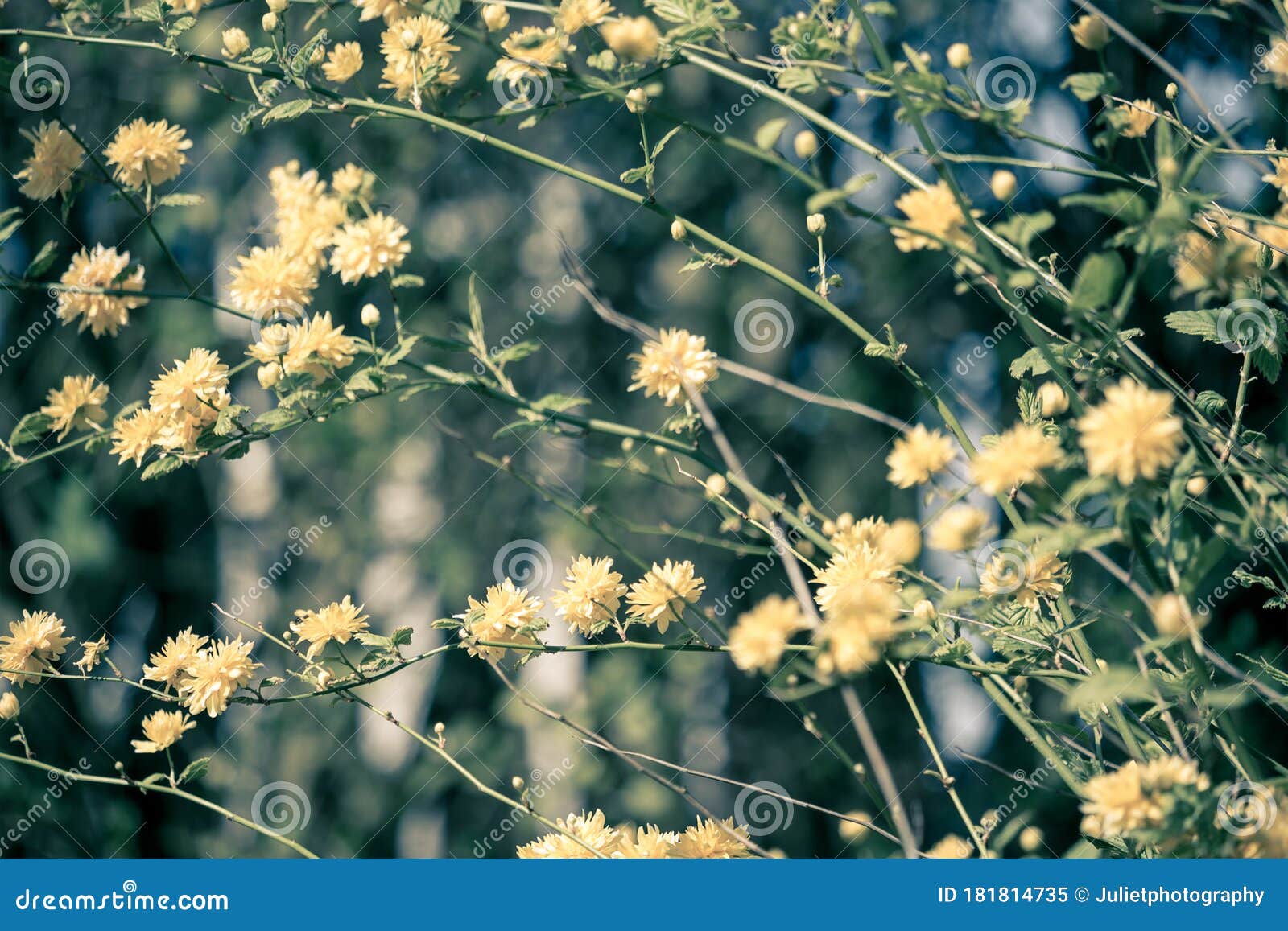 Yellow, Spring, Subtle Flowers on Blurry, Blue Background Stock Image ...