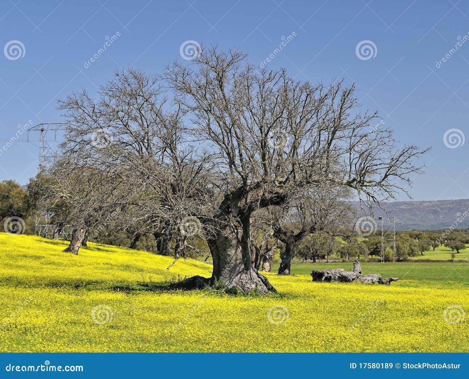 Yellow spring. stock image. Image of meadows, landscape - 17580189