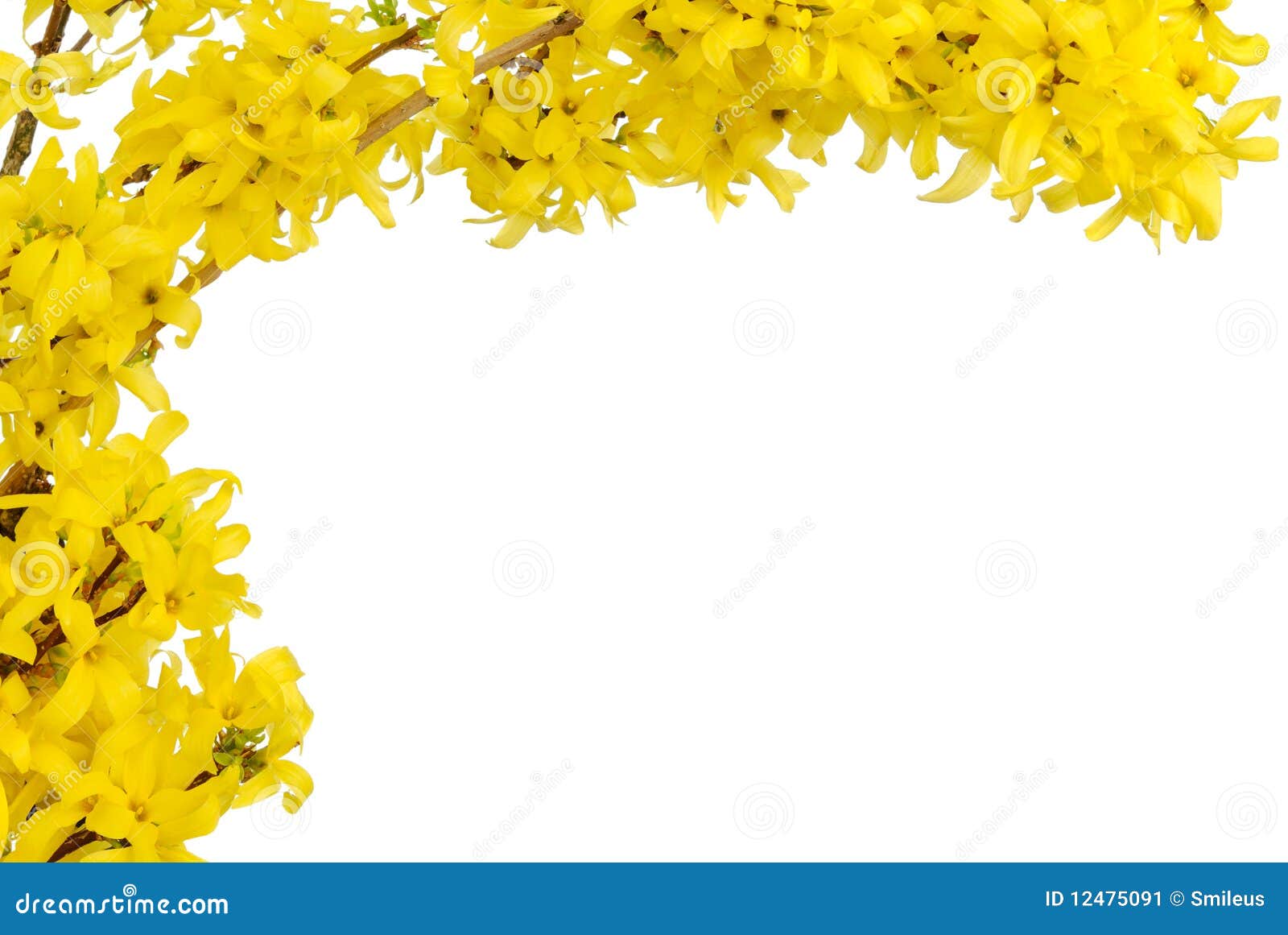 Yellow Spring Blossoms Border Stock Image - Image of beautiful, blossom ...