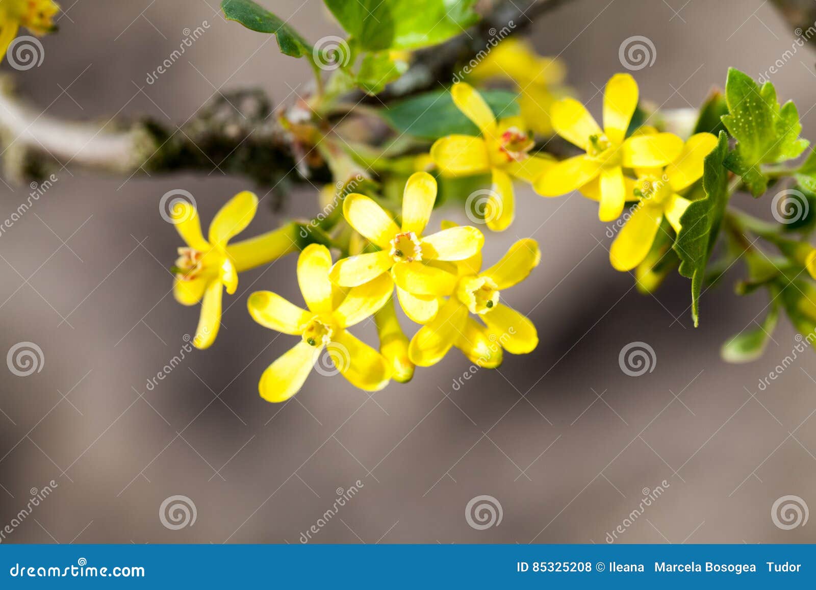 Yellow spring blossoms stock photo. Image of colorful - 85325208