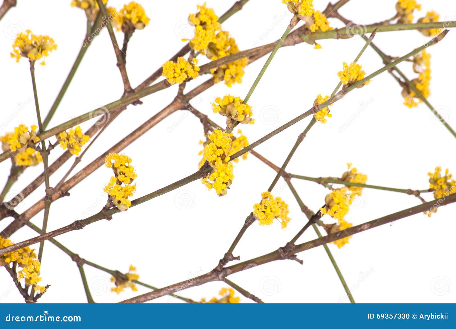 Yellow spring branch stock photo. Image of summer, season - 69357330