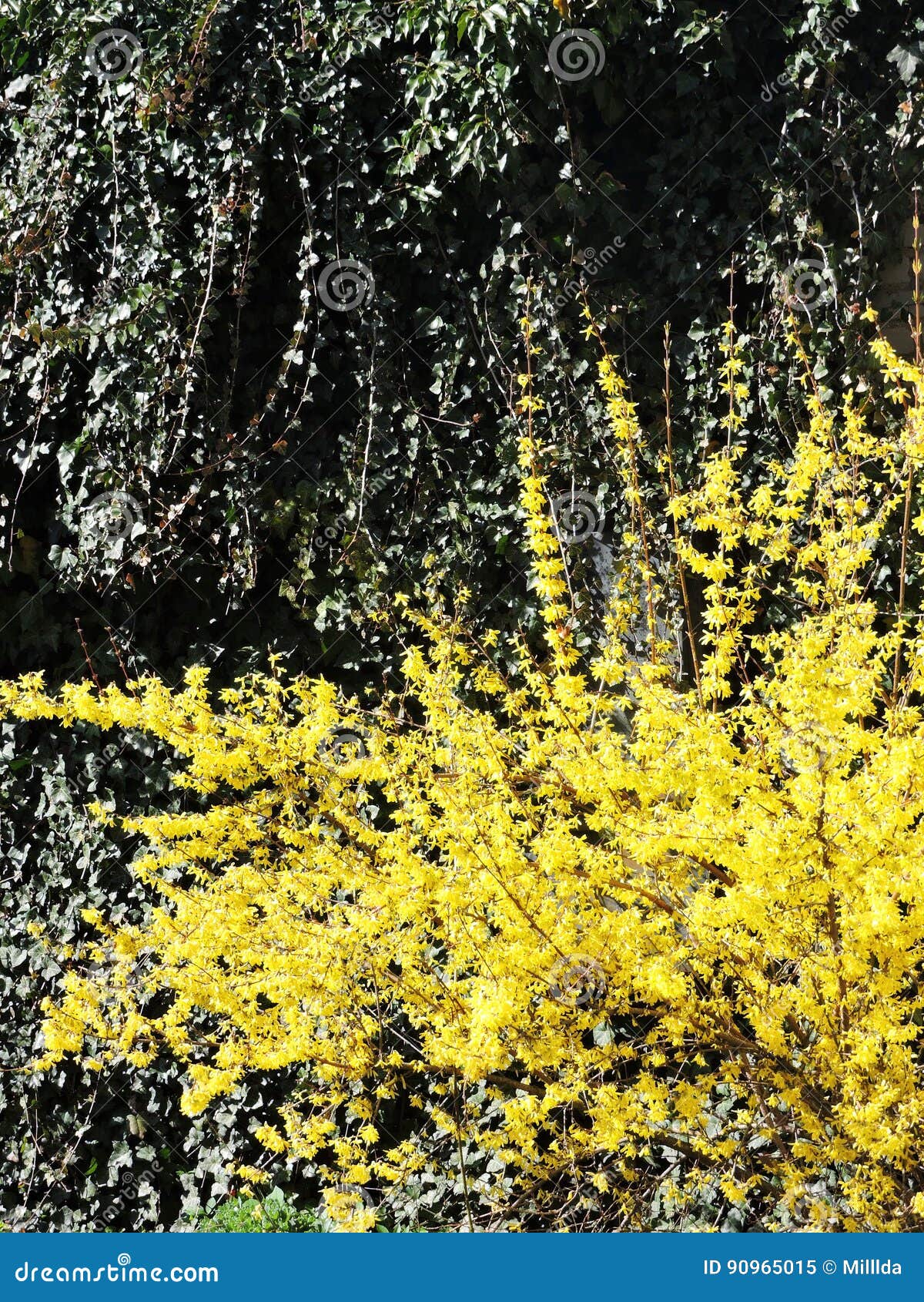 Yellow spring bush stock image. Image of beautiful, branch - 90965015