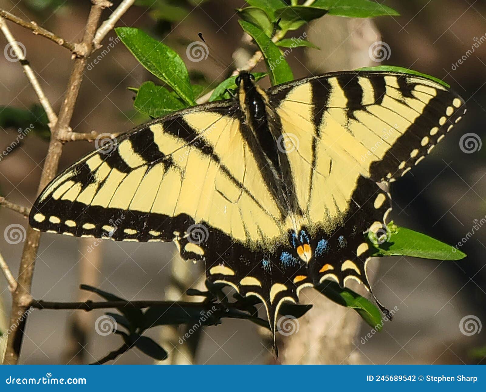 Yellow Spring Butterflies Insects Nature Stock Photo - Image of natu ...