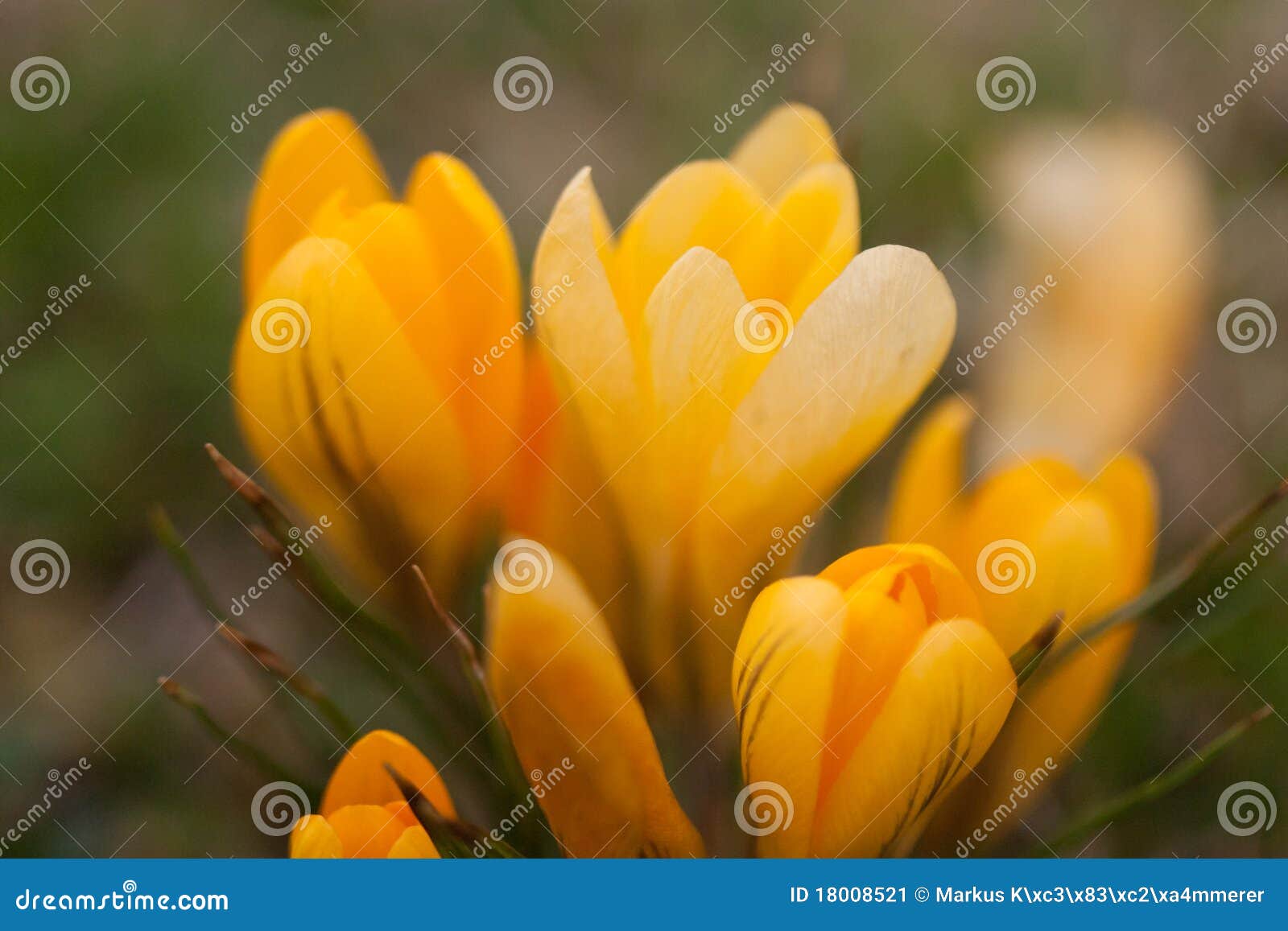 Yellow spring crocus stock image. Image of crocuses, flower - 18008521
