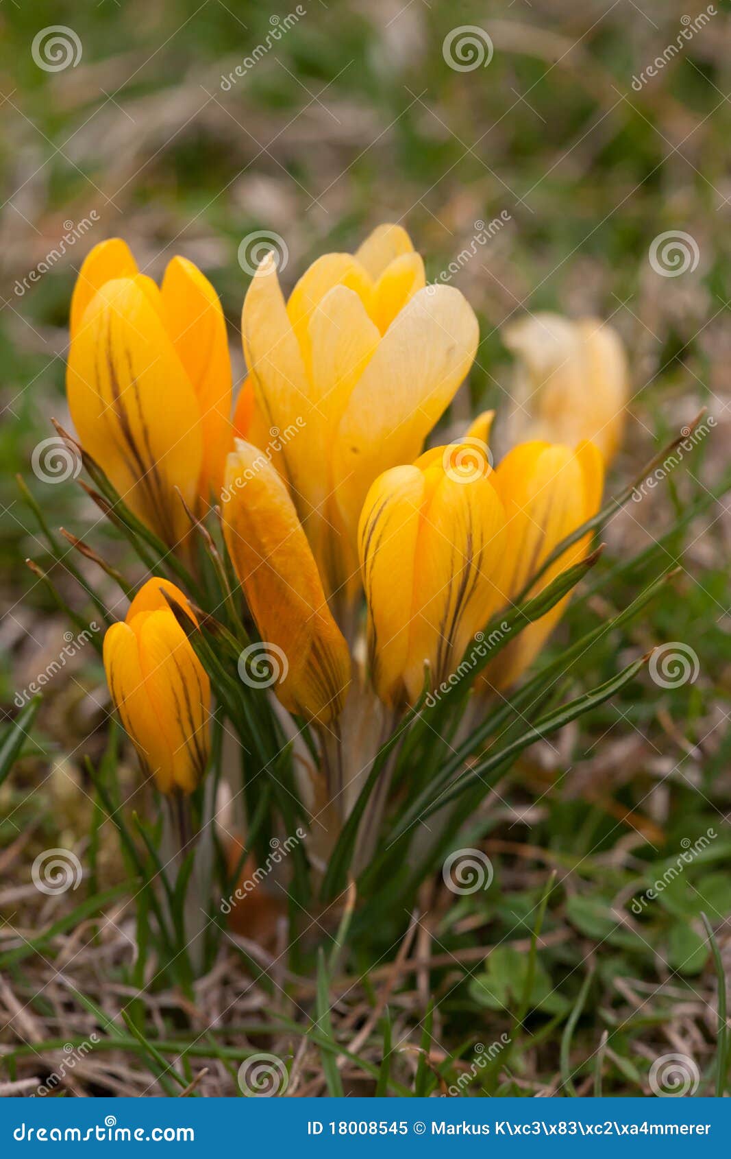 Yellow spring crocus stock image. Image of blossom, flora - 18008545