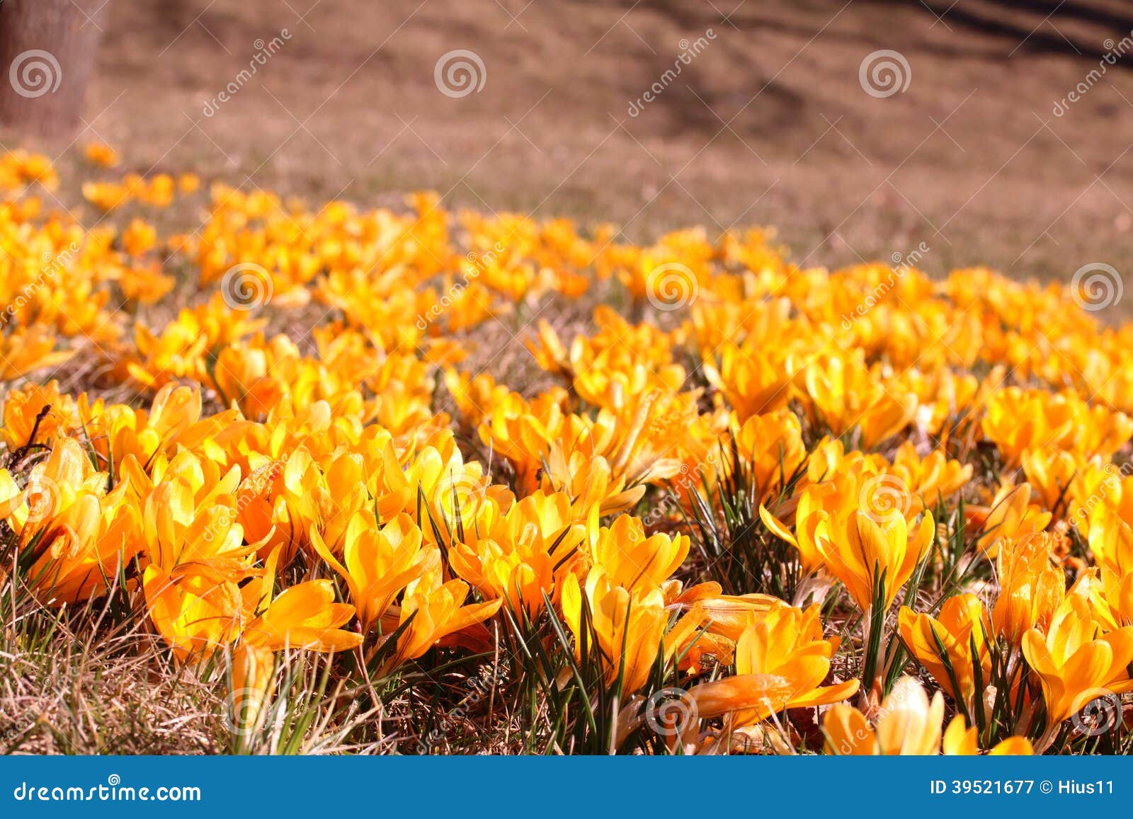 Yellow spring crocus stock image. Image of crocus, nature - 39521677