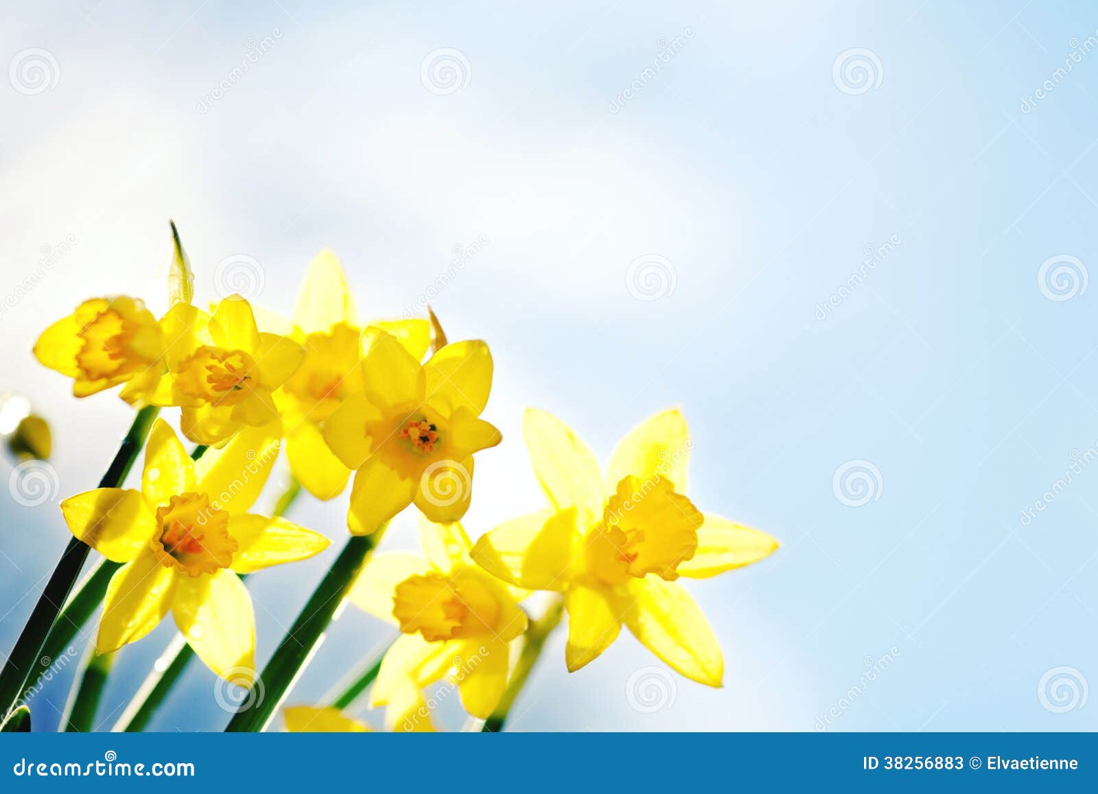 Yellow Spring Daffodils. stock image. Image of flower - 38256883