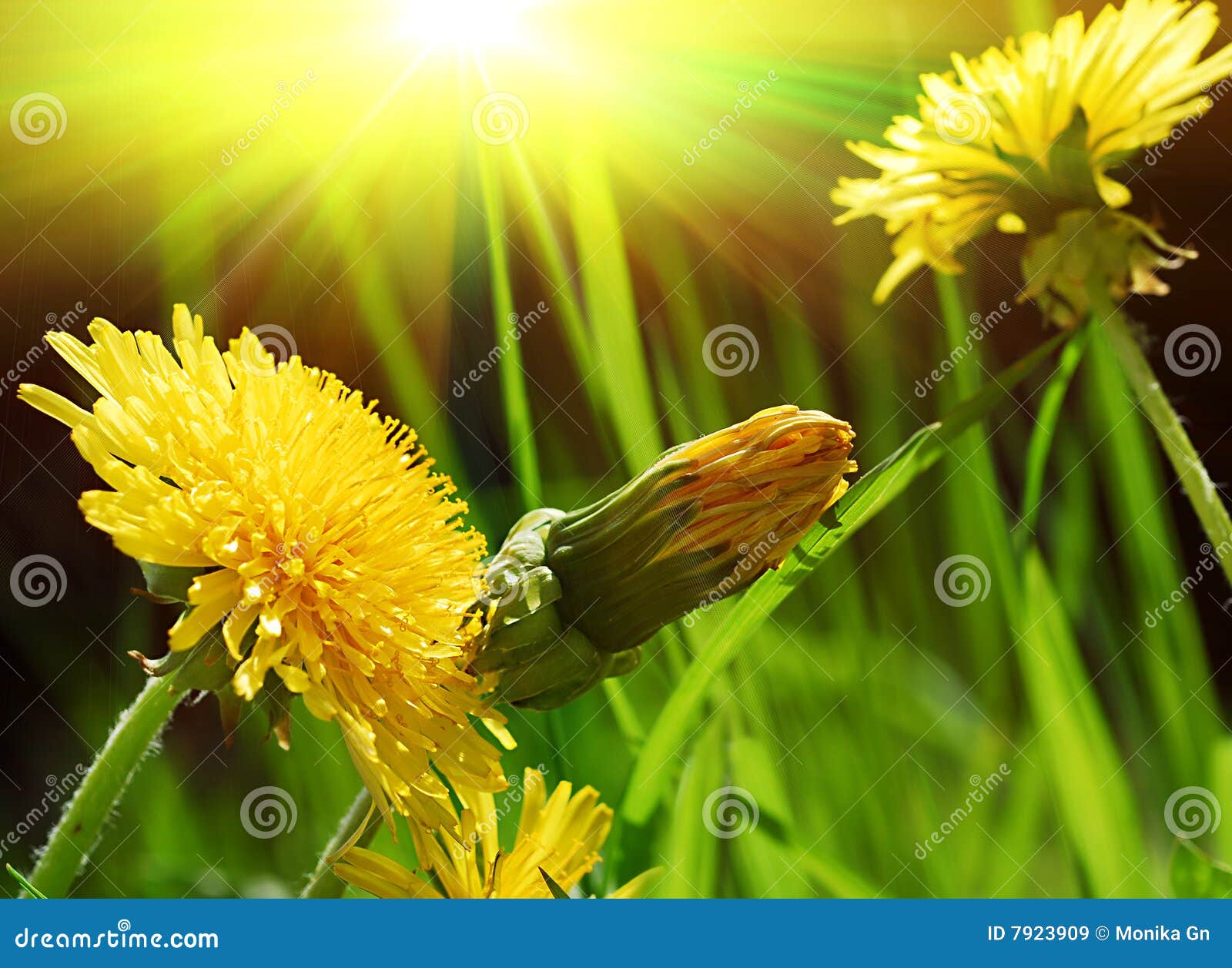 Yellow spring dandelions stock image. Image of blowing - 7923909