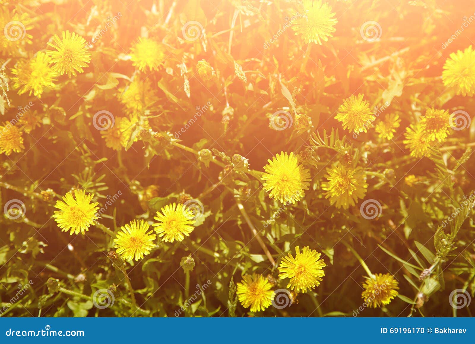 Yellow spring dandelions stock photo. Image of season - 69196170