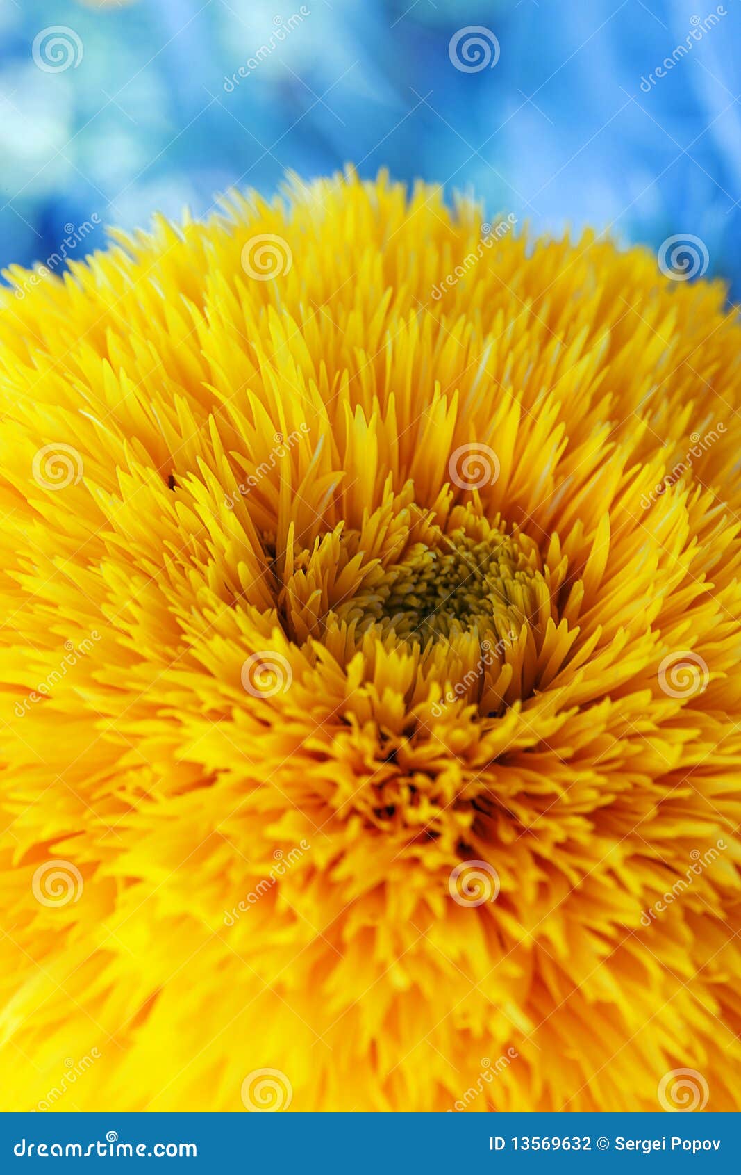 Yellow spring flower stock photo. Image of gold, beauty - 13569632