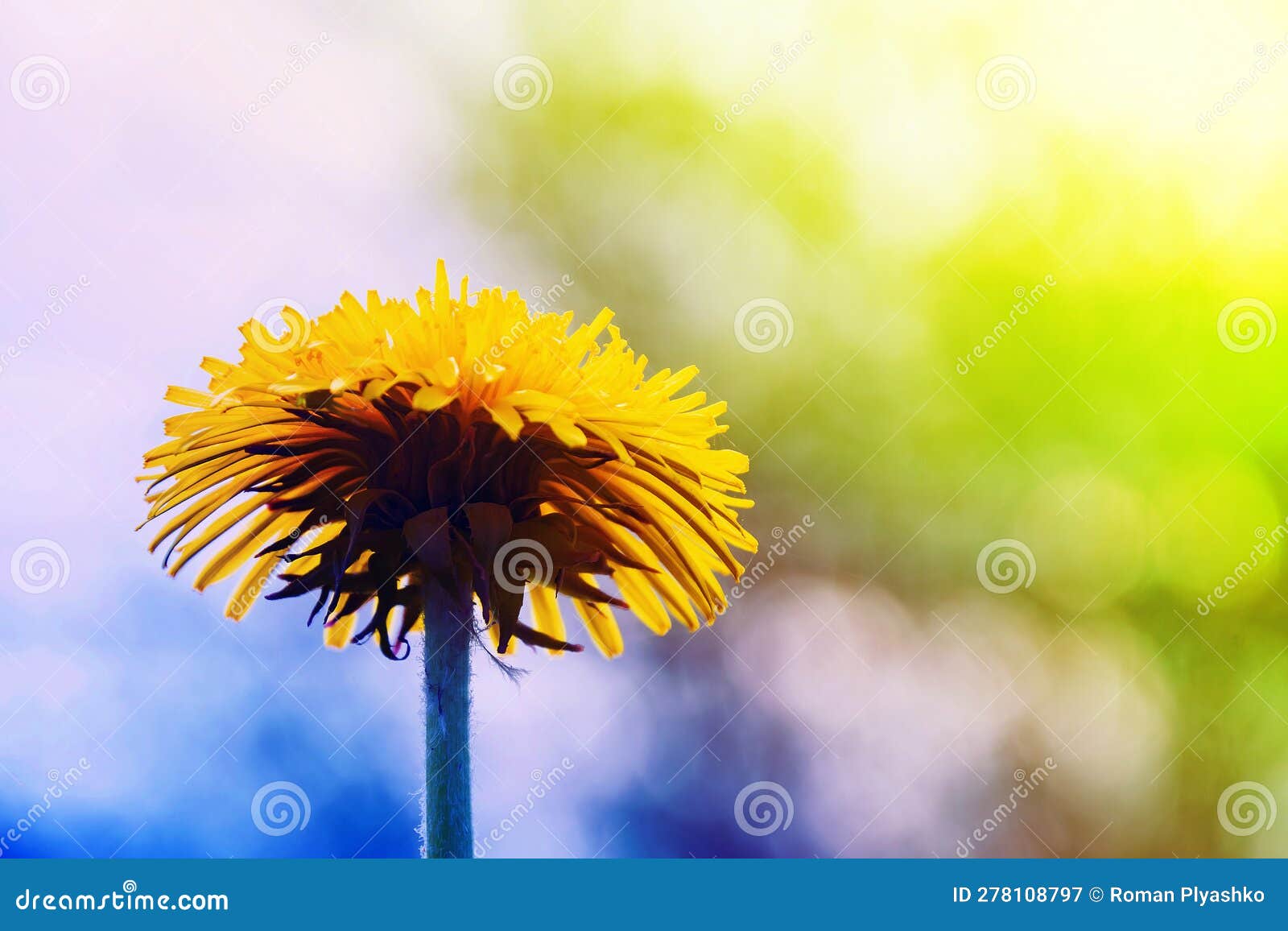 Yellow Spring Flower on the Background of the Sky. Beautiful Colored ...
