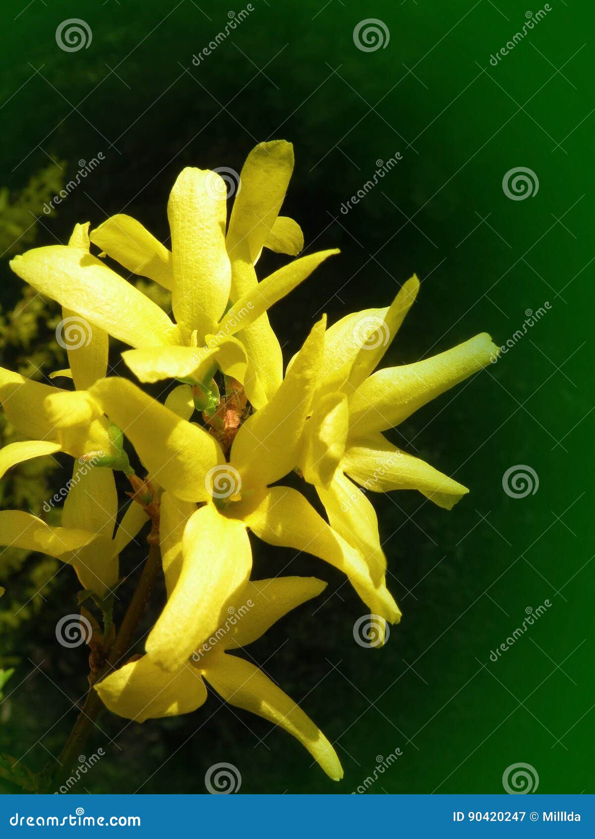 Yellow spring flower stock image. Image of natural, yellow - 90420247