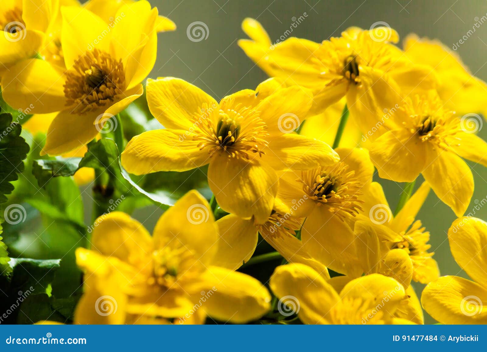 Yellow spring flower stock photo. Image of grass, rural - 91477484