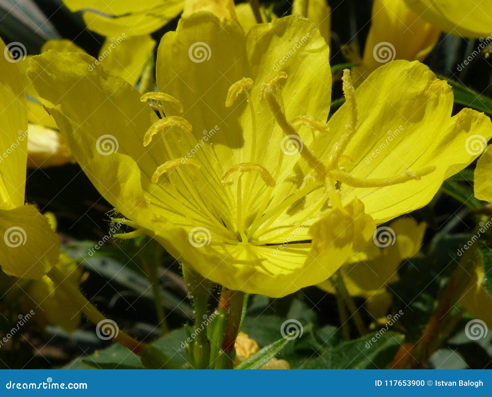 Yellow Spring Flower with Pollination System in Close-up Stock Photo ...
