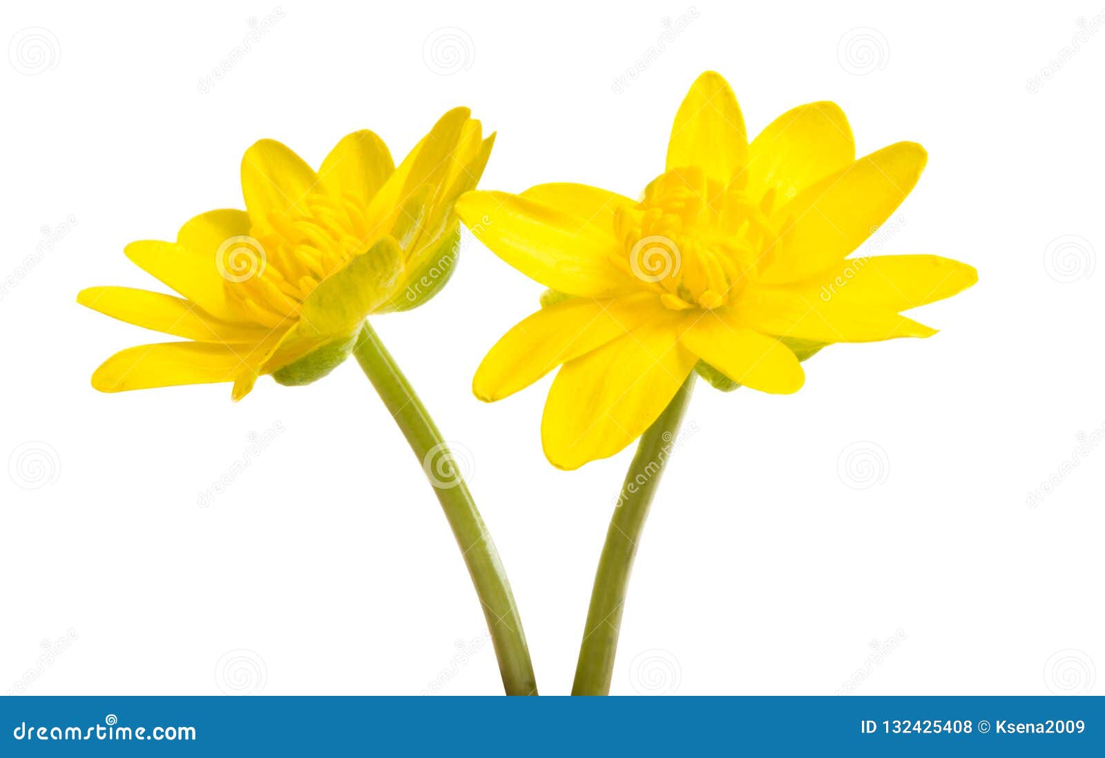 Yellow Spring Flower Isolated Stock Photo - Image of season, beauty ...